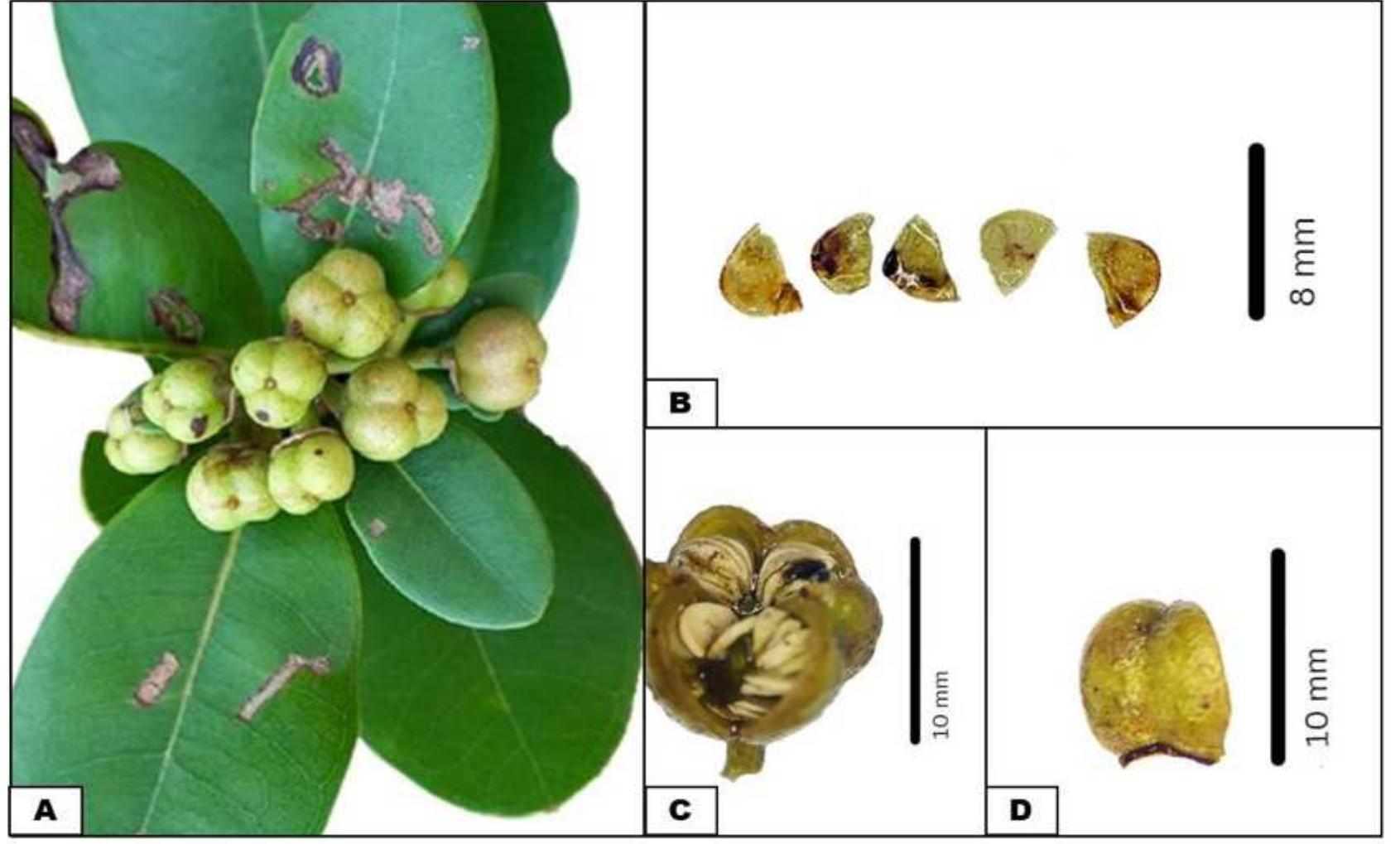 Image 4. fruit morphology of xanthostemon verdugonianus: