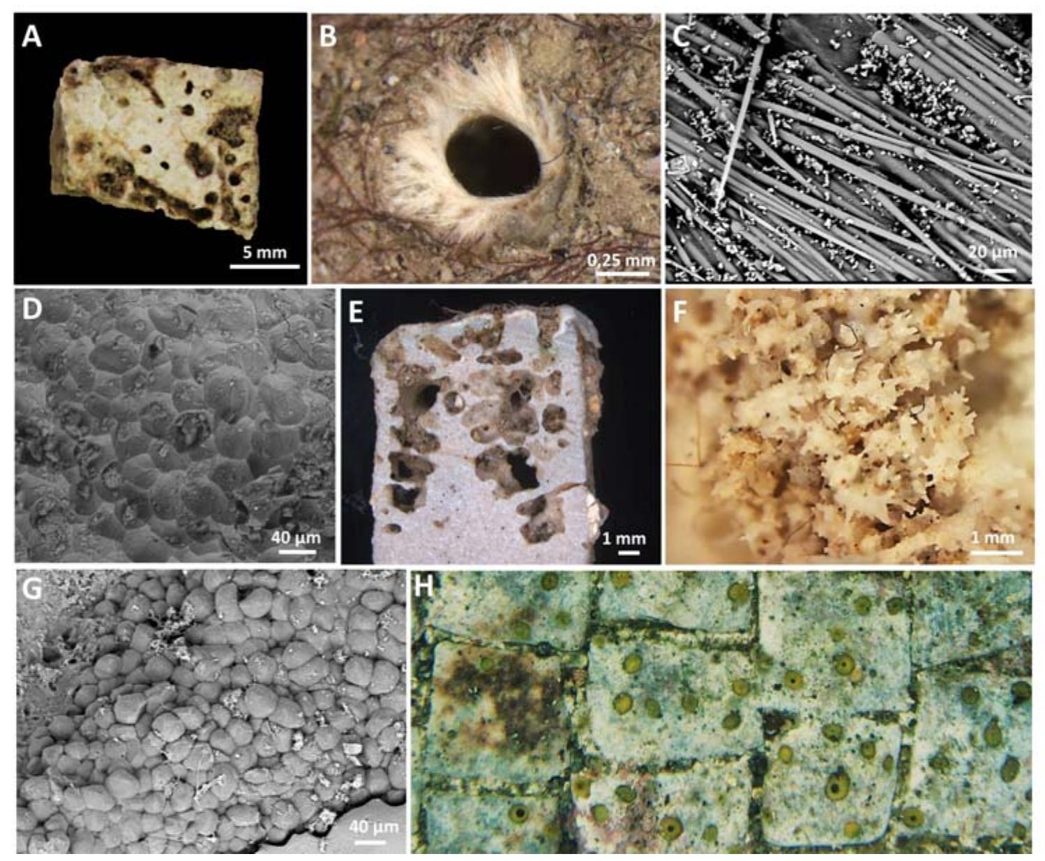 The group of endolithic bivalves was represented by the