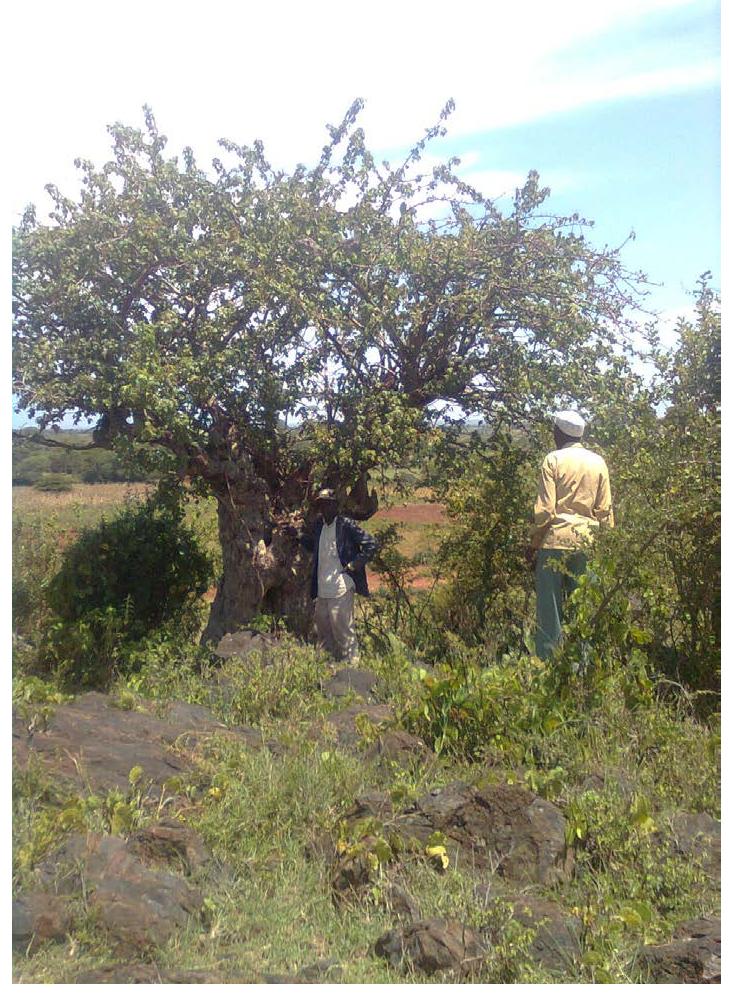 Ng’hologoma tree in lubaga ham- let, majengo village.