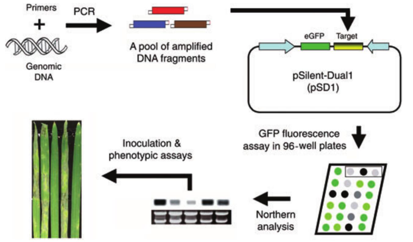 Functional analysis of calcium-signalling proteins in m.