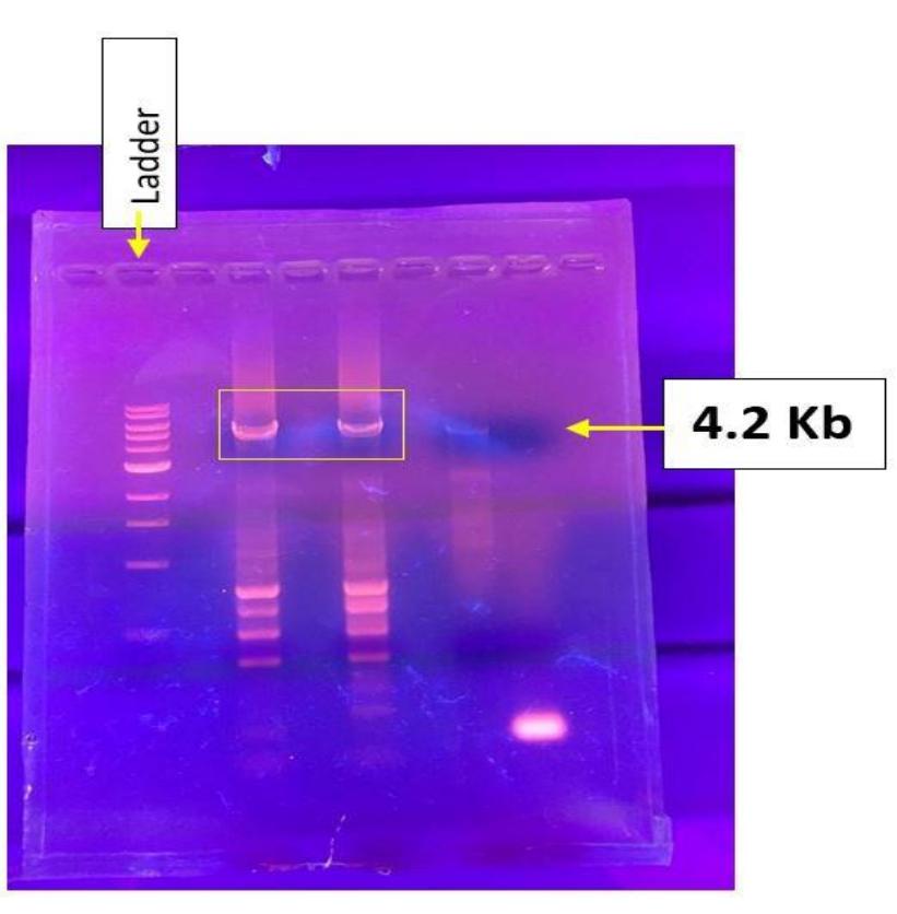 A2.1. agarose gel electrophoresis of the pcr products