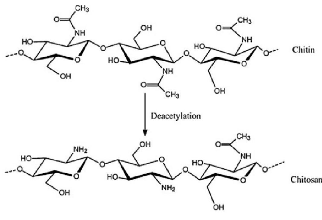 Structure of chitin and chitosan.