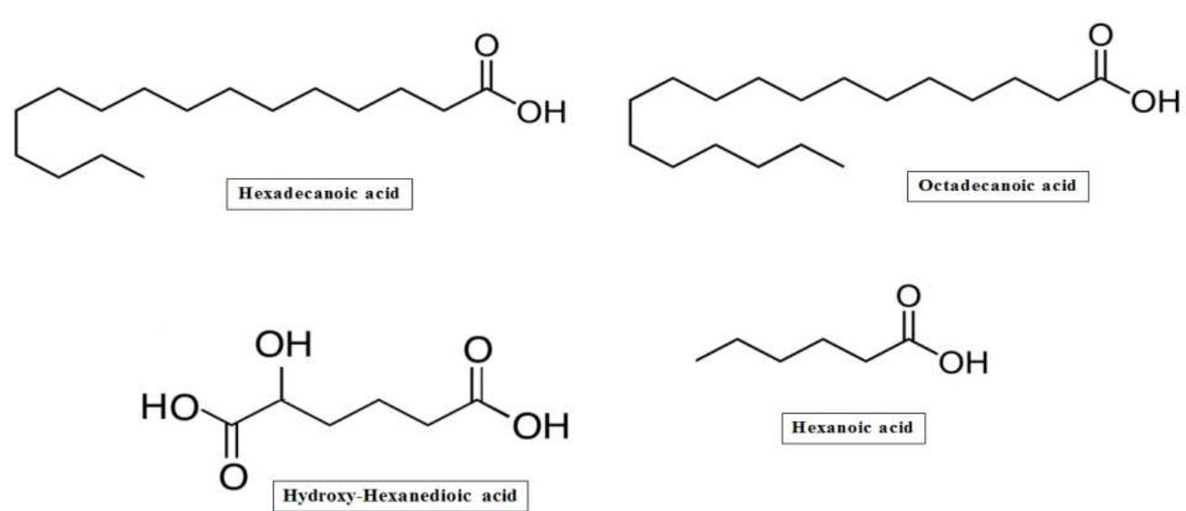 The chemical structure of fatty acids (10-13) from datura