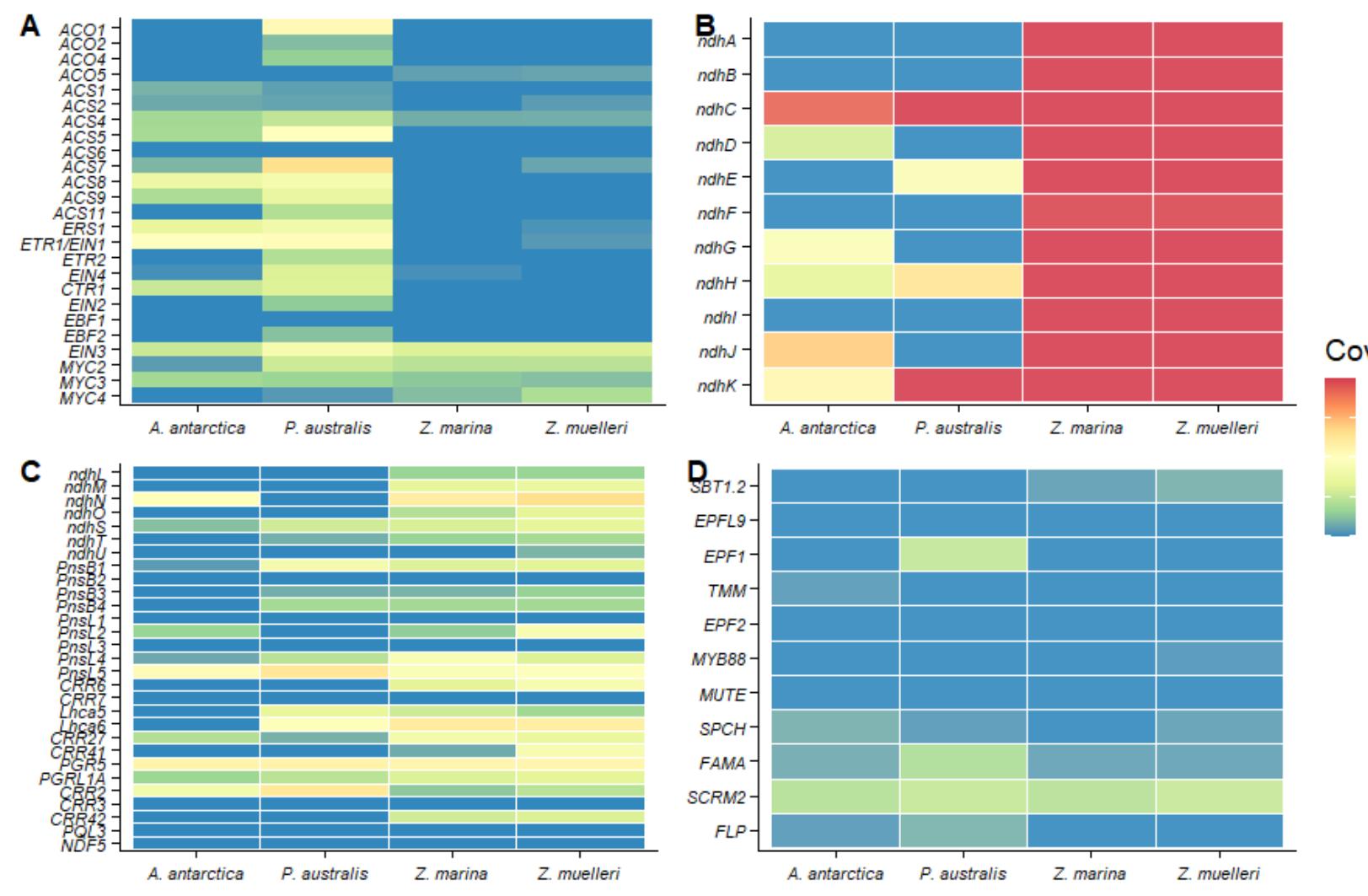 Gene coverage and gene size differences in the four