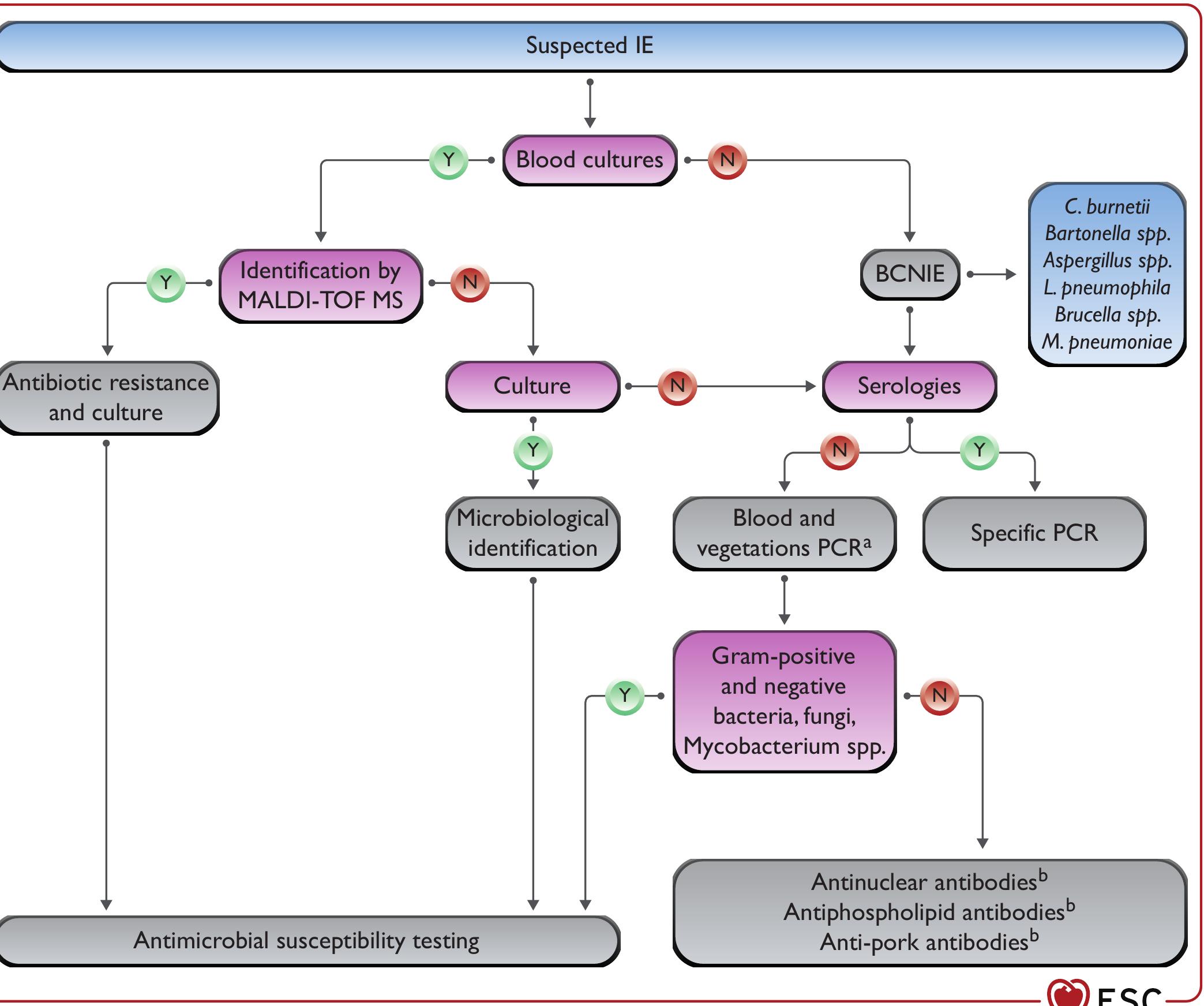 Microbiological diagnostic algorithm in culture-positive and