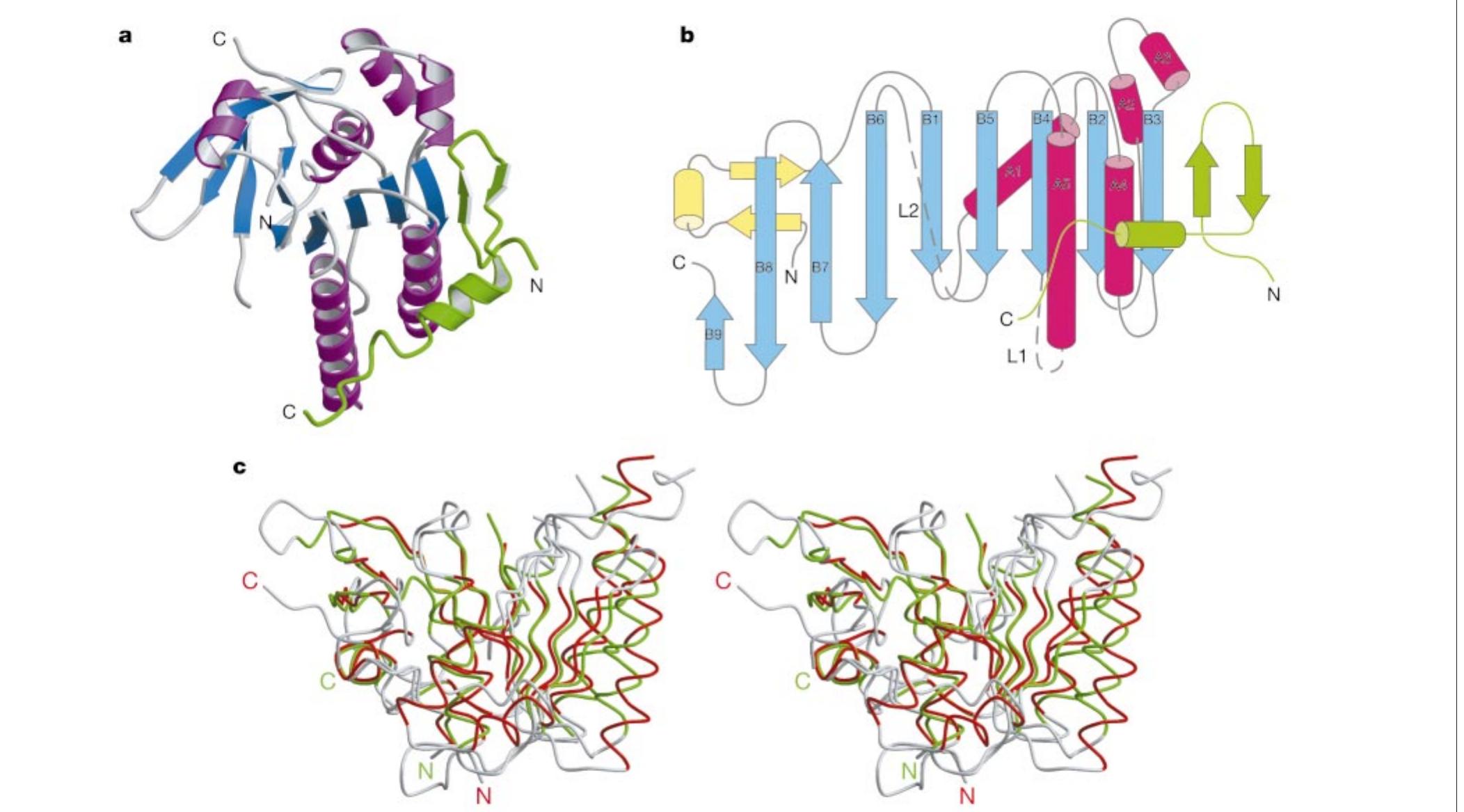 Loops (dashed lines) connect 8-strand b4 to «-helix as (l1)