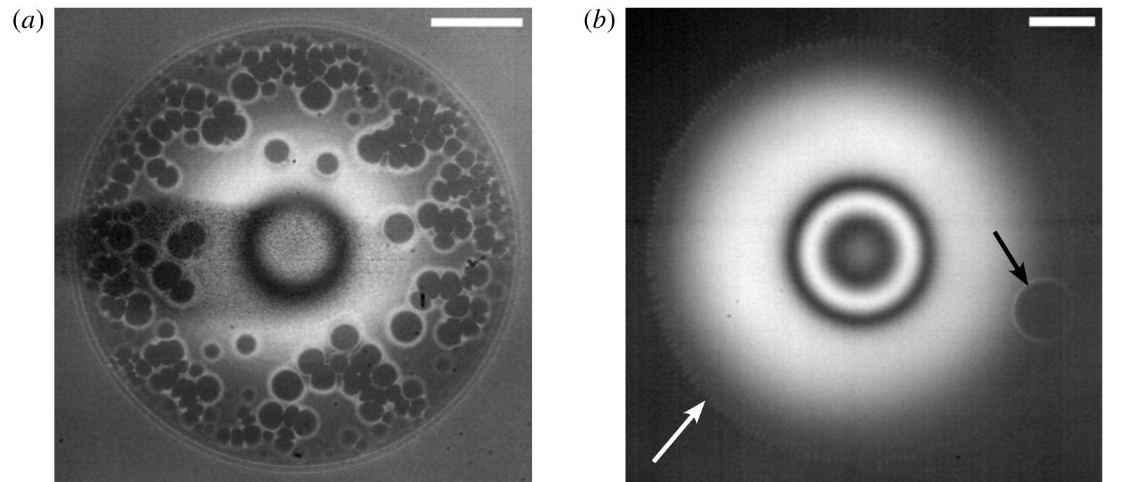 Comparison of bottom-view images for impacts of 10° cst