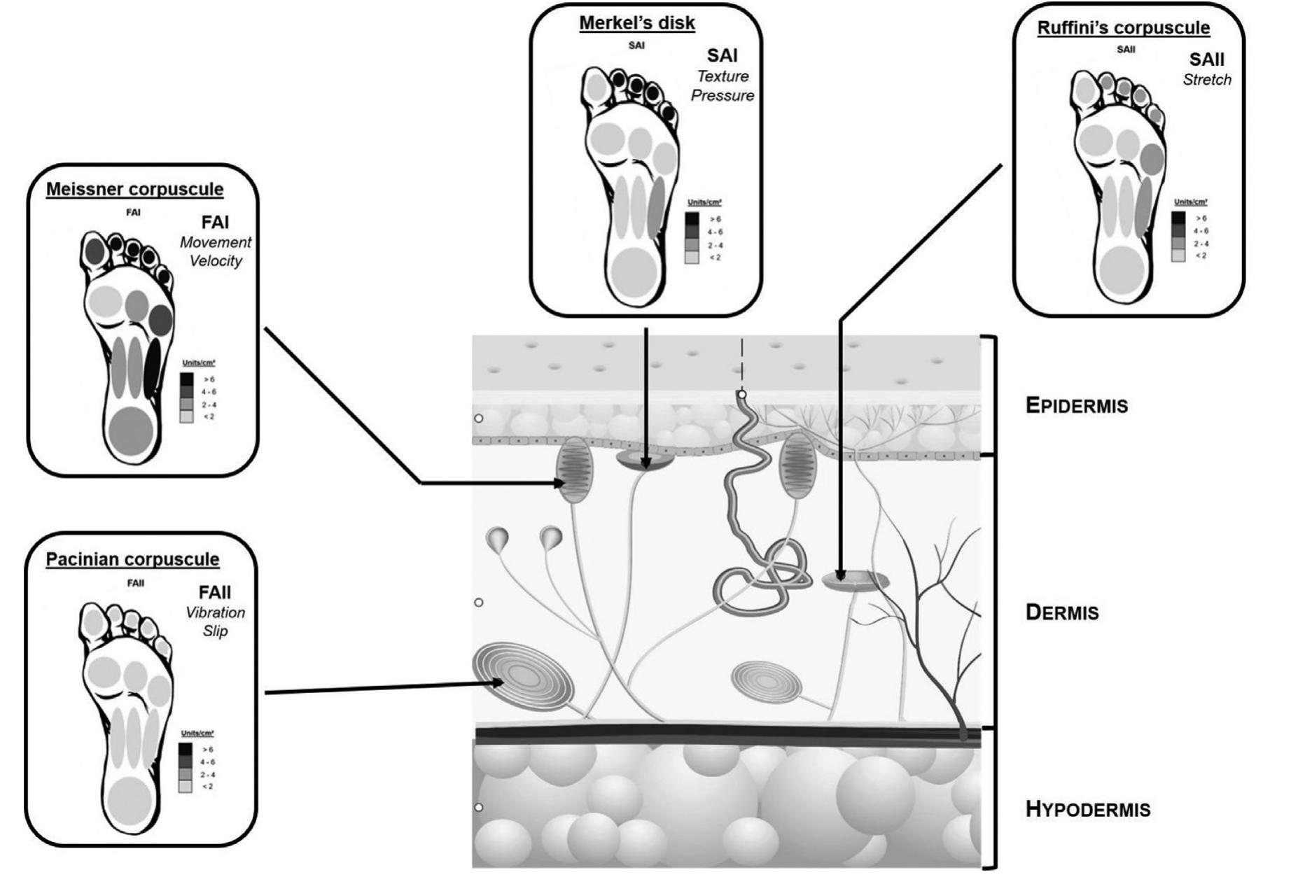 (PDF) The sensory role of the sole of the foot: Review and update on ...