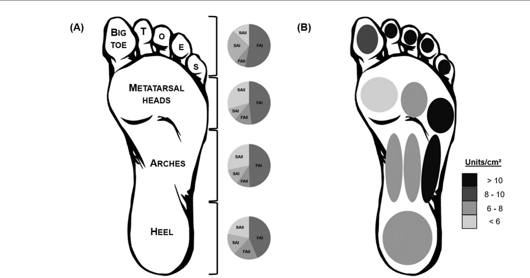 (PDF) The sensory role of the sole of the foot: Review and update on ...