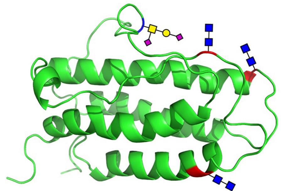 Epo structure. reproduced with permission from wang et al.