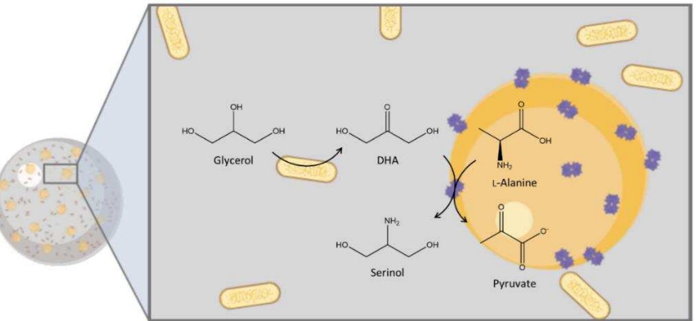 Biocatalytic cascade for the synthesis of serinol from