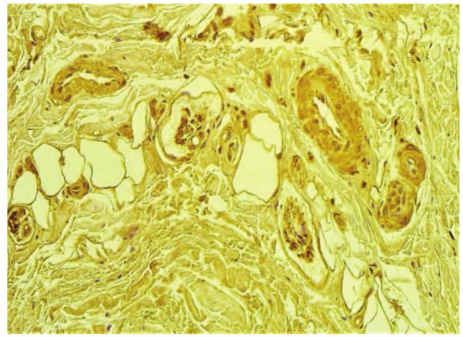Figure 6 - Characterisation of Morphology in Musculus
