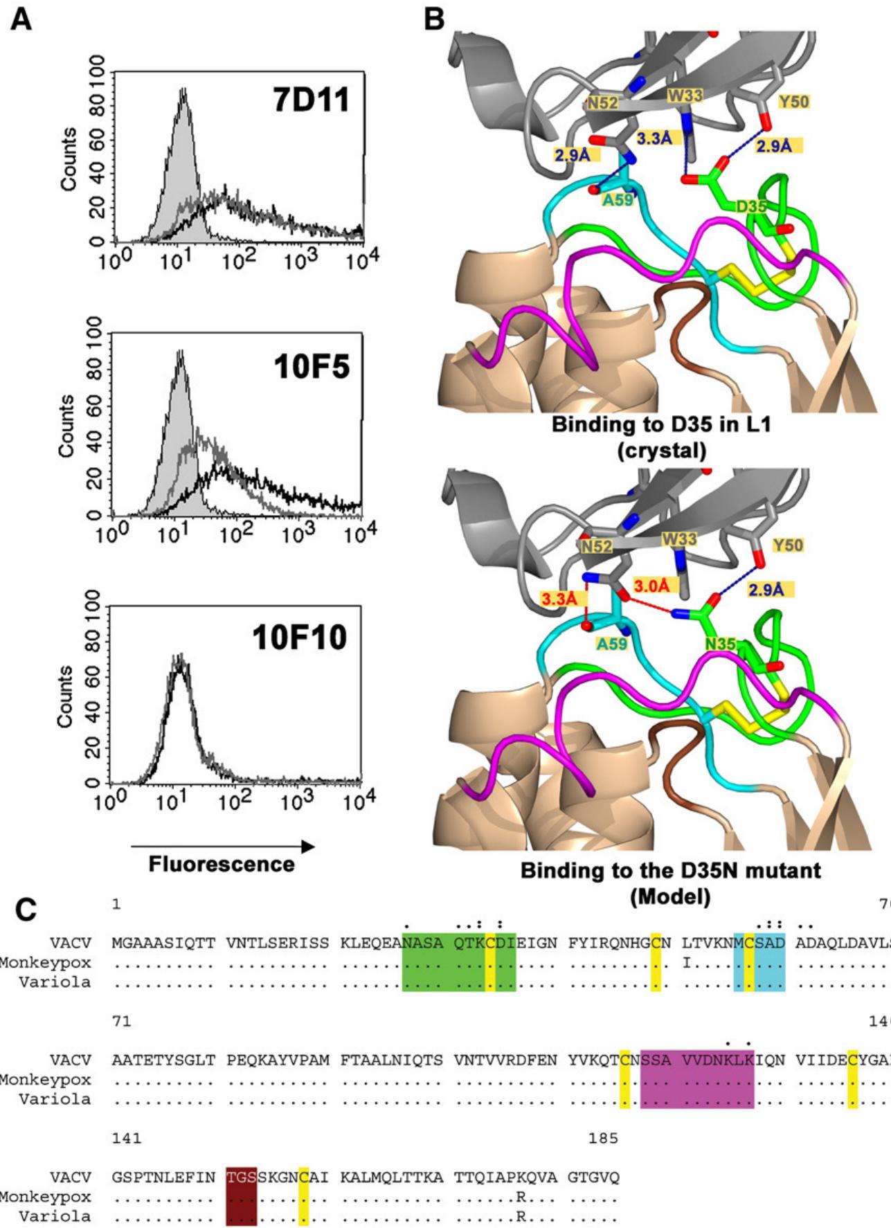 In the baculovirus expression system, while mab-7d11 was
