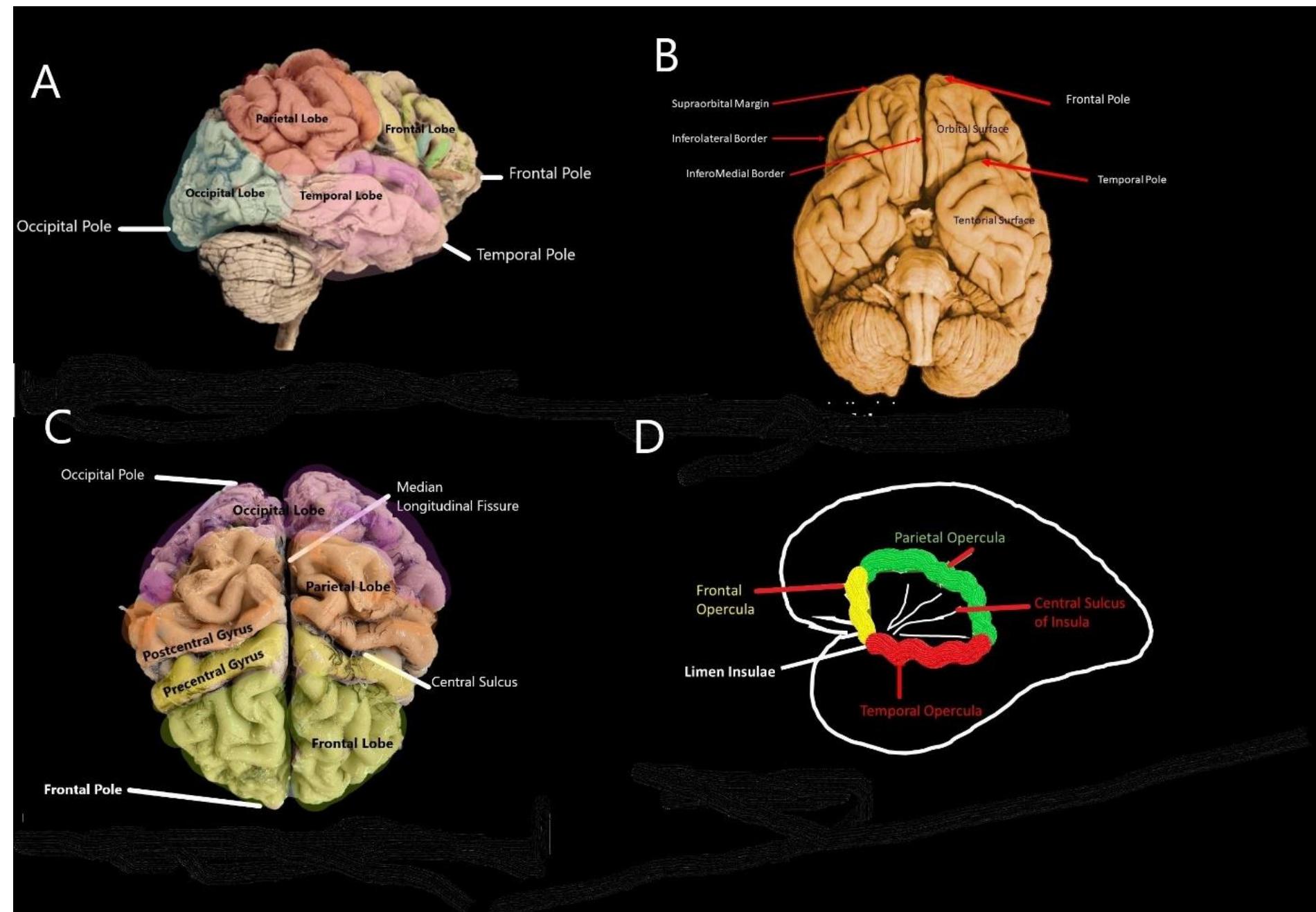 Figure 1 - The Anatomy of the Cerebral Cortex