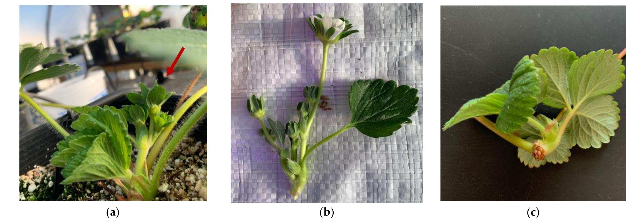 The inflorescence structure and daughter plant of strawberry
