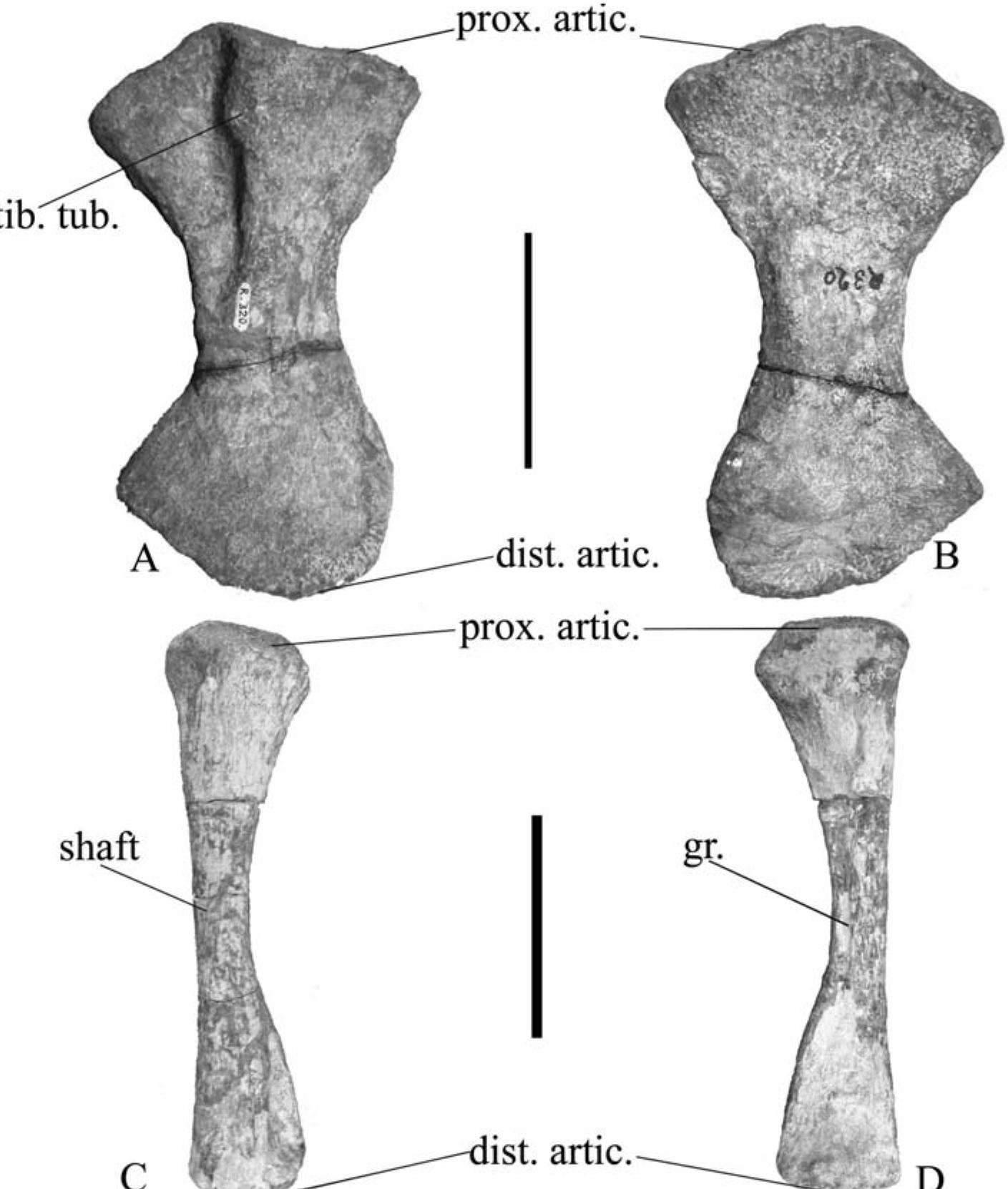 A, anterior view and b, posterior view of the tibia (r320);