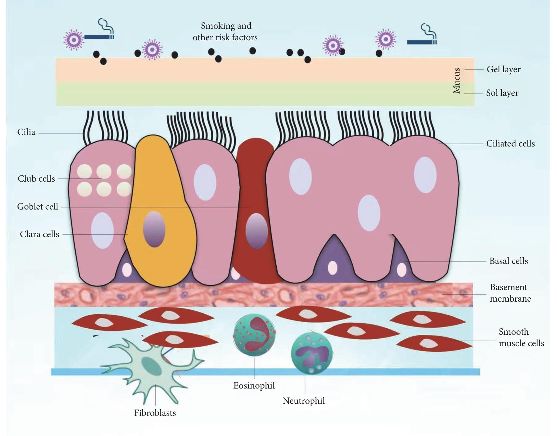 Ficure 1: model of airway mucus epithelium: goblet cells and