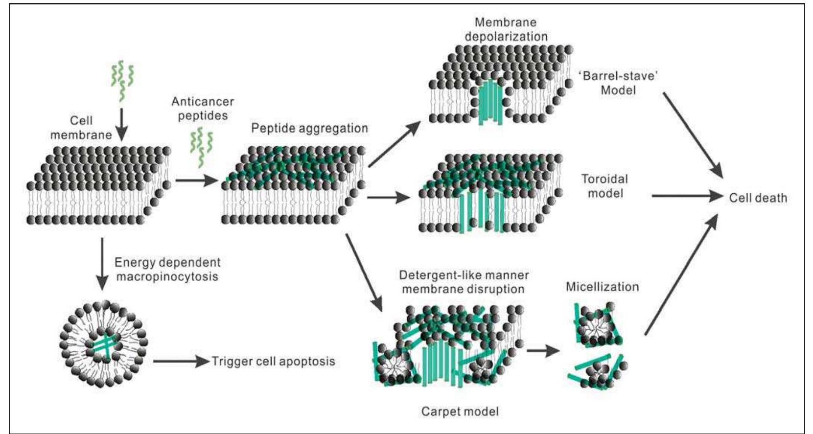 Schematic illustration of cell entry mechanisms of