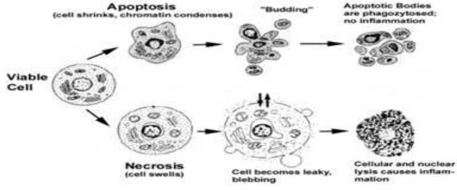 Iji.13: hallmarks of apoptotic and necrotic cell death the