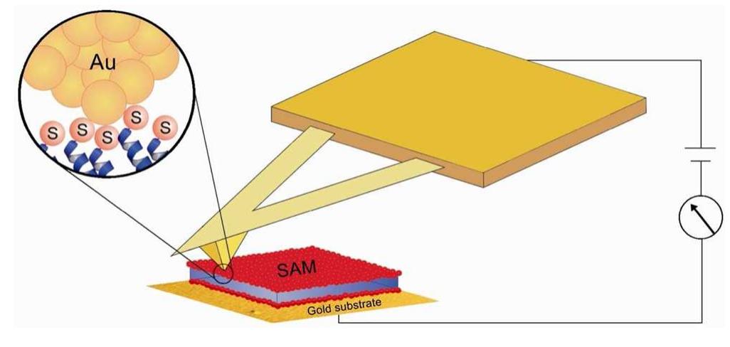 Schematic illustration of a molecular junction formed using