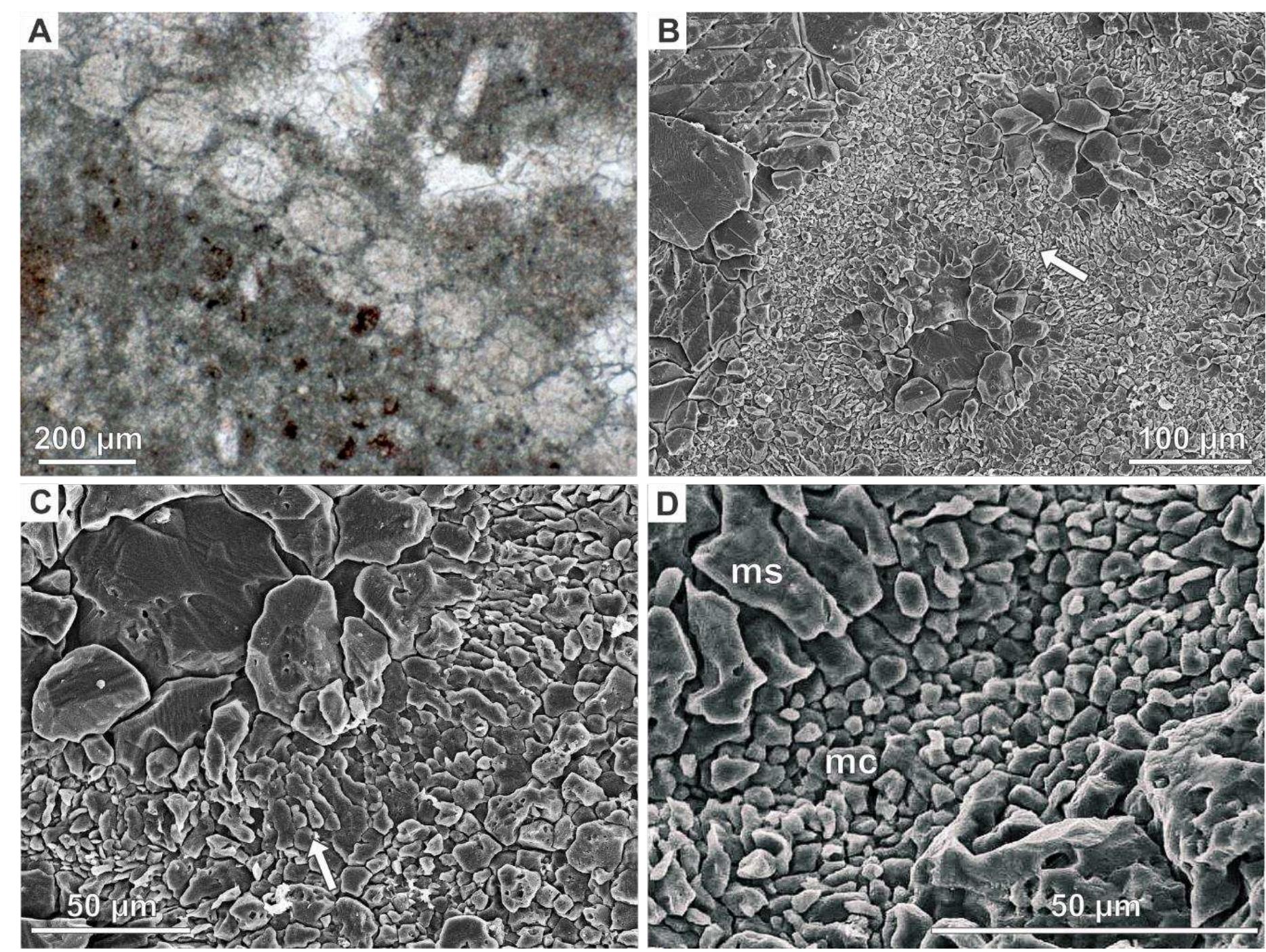 -8 wall microstructure of halysis. a) thin-section micograph