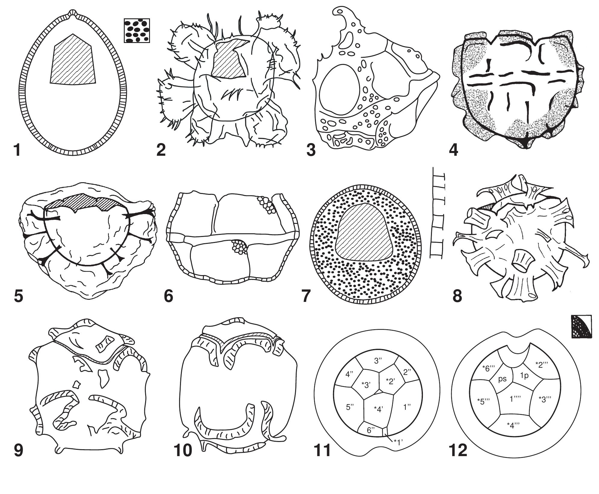 Plate p5. the modified kofoid system (as outlined in fensome