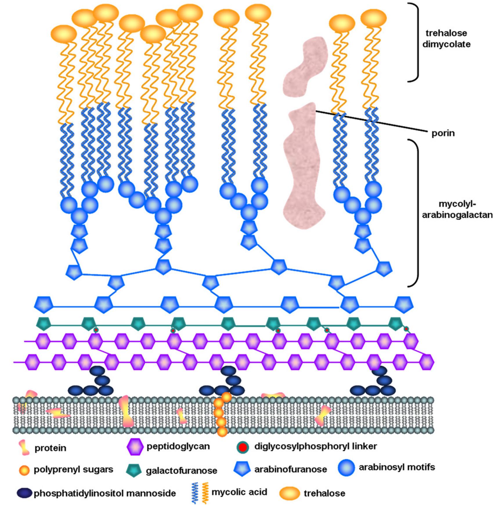 Schematic of the m@. tuberculosis cell envelope. key