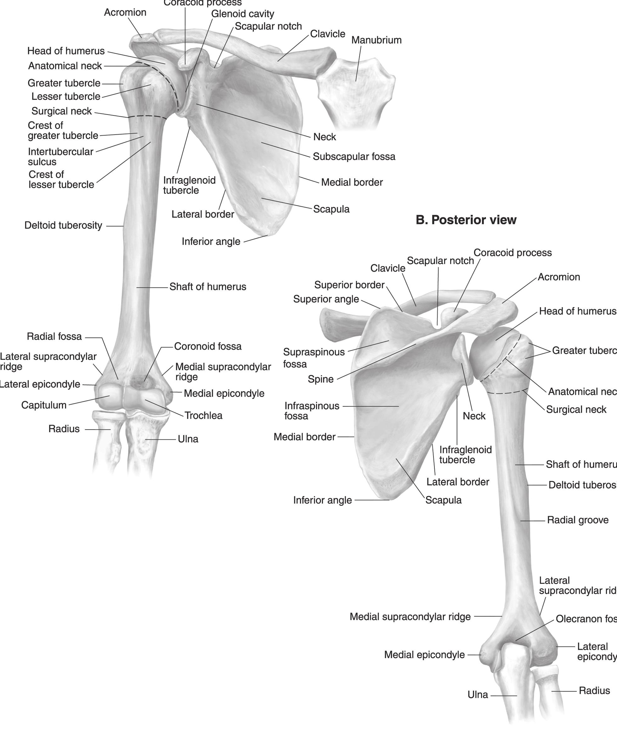 Shoulder anatomy: (a) anterior view; (b) posterior view.
