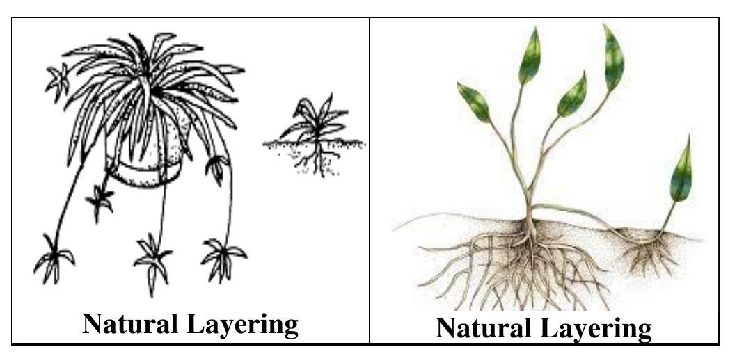 1: natural layering sometimes layering occurs naturally,