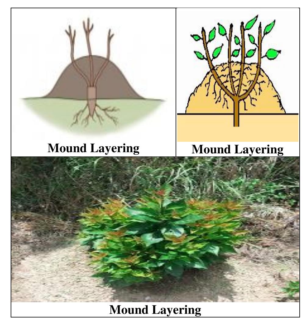 6: mound/stool layering mound layering (fig.-3.6) is a