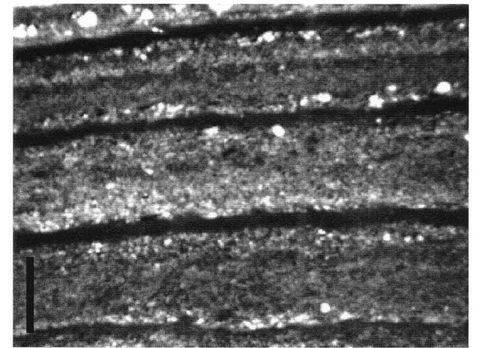 Photomicrograph of donard lake laminae from piston core