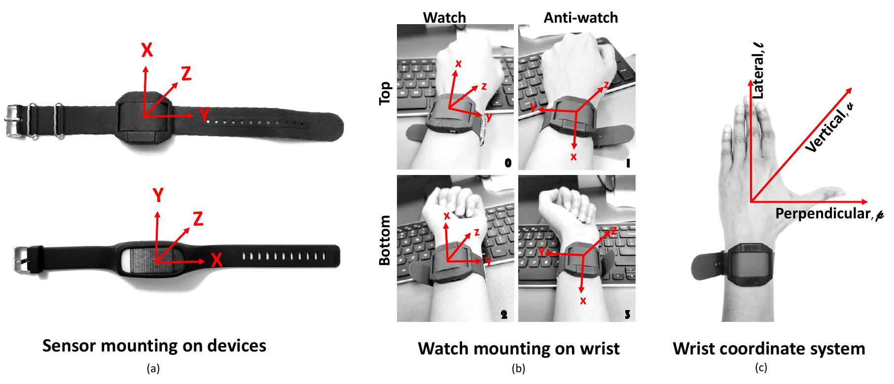 (a) lateral (j), perpendicular (p), and vertical (v) axes of