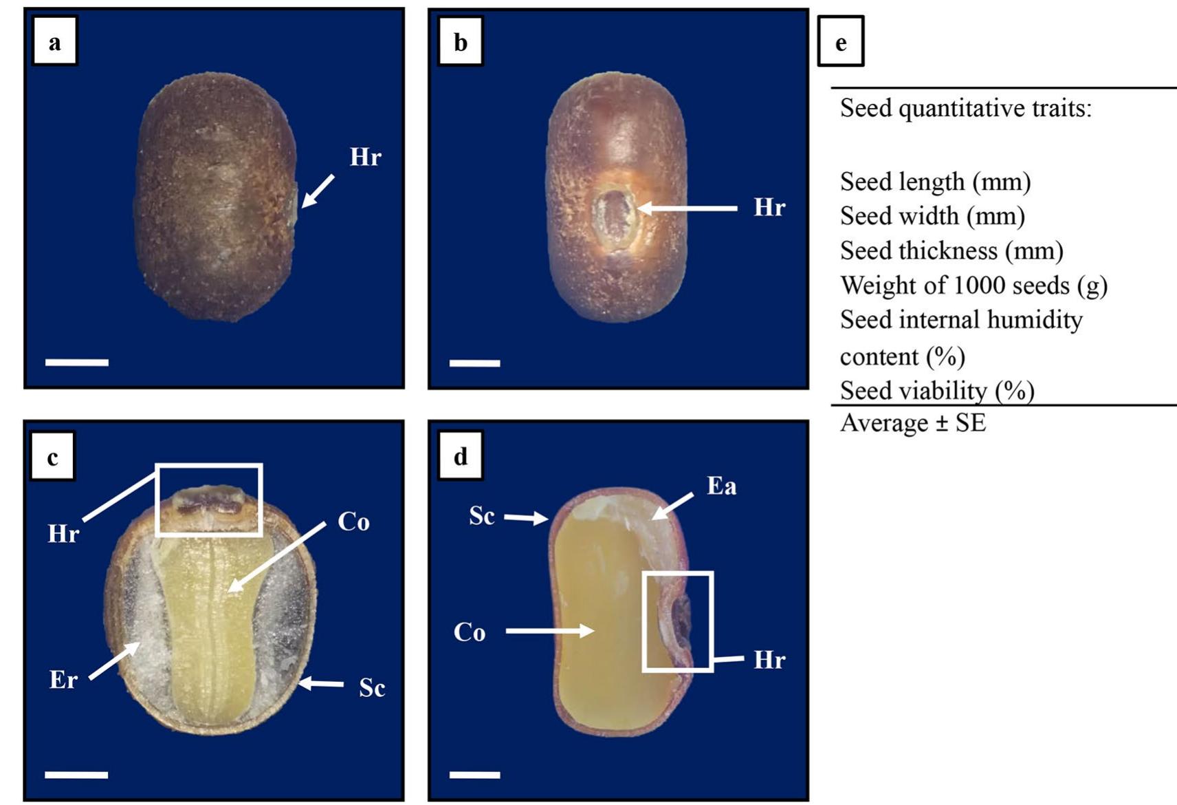 External (a, b) and internal (c, d) morphology of 7: