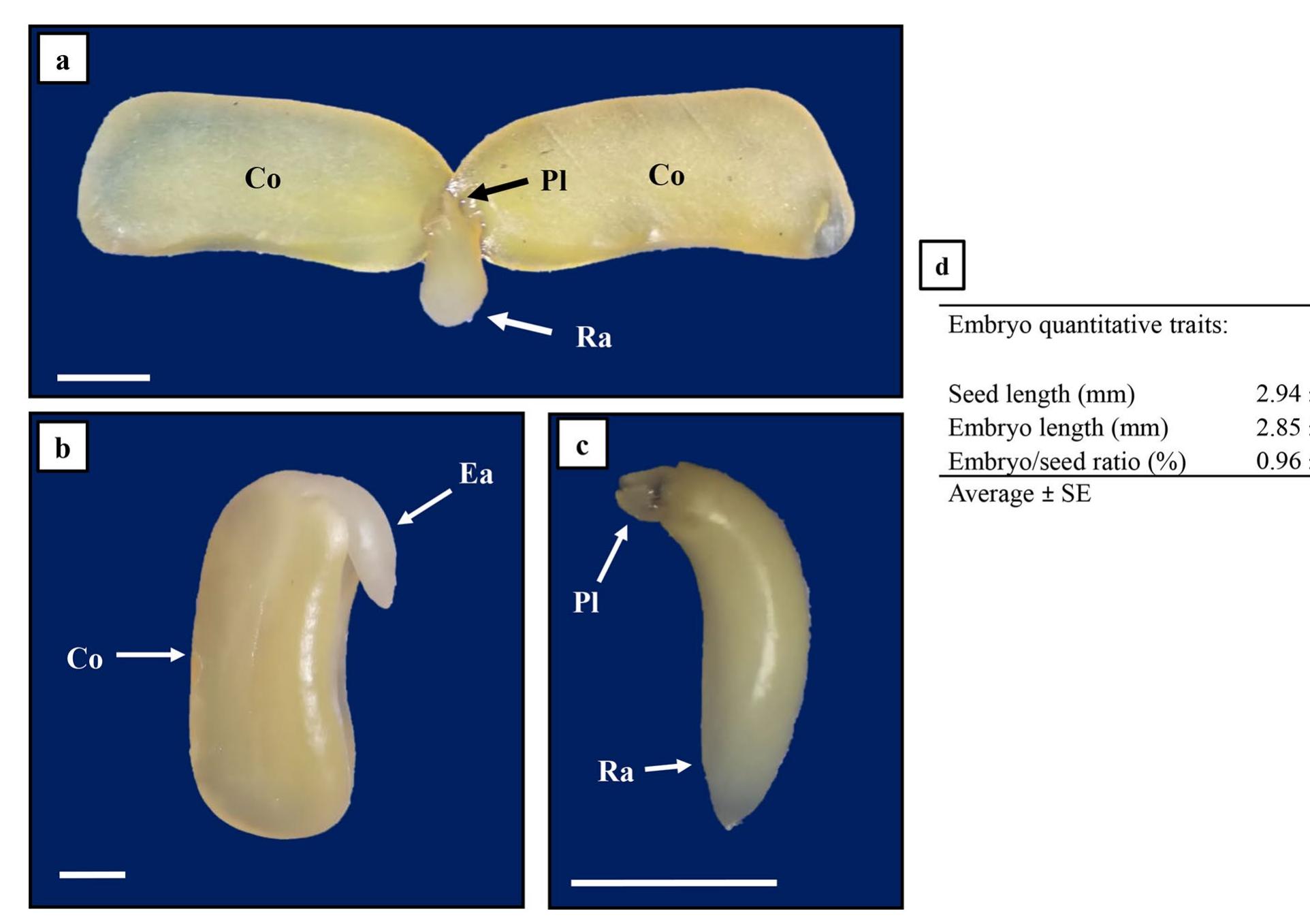 Morphology of t: /abialis embryo (a, b, c) and embryo
