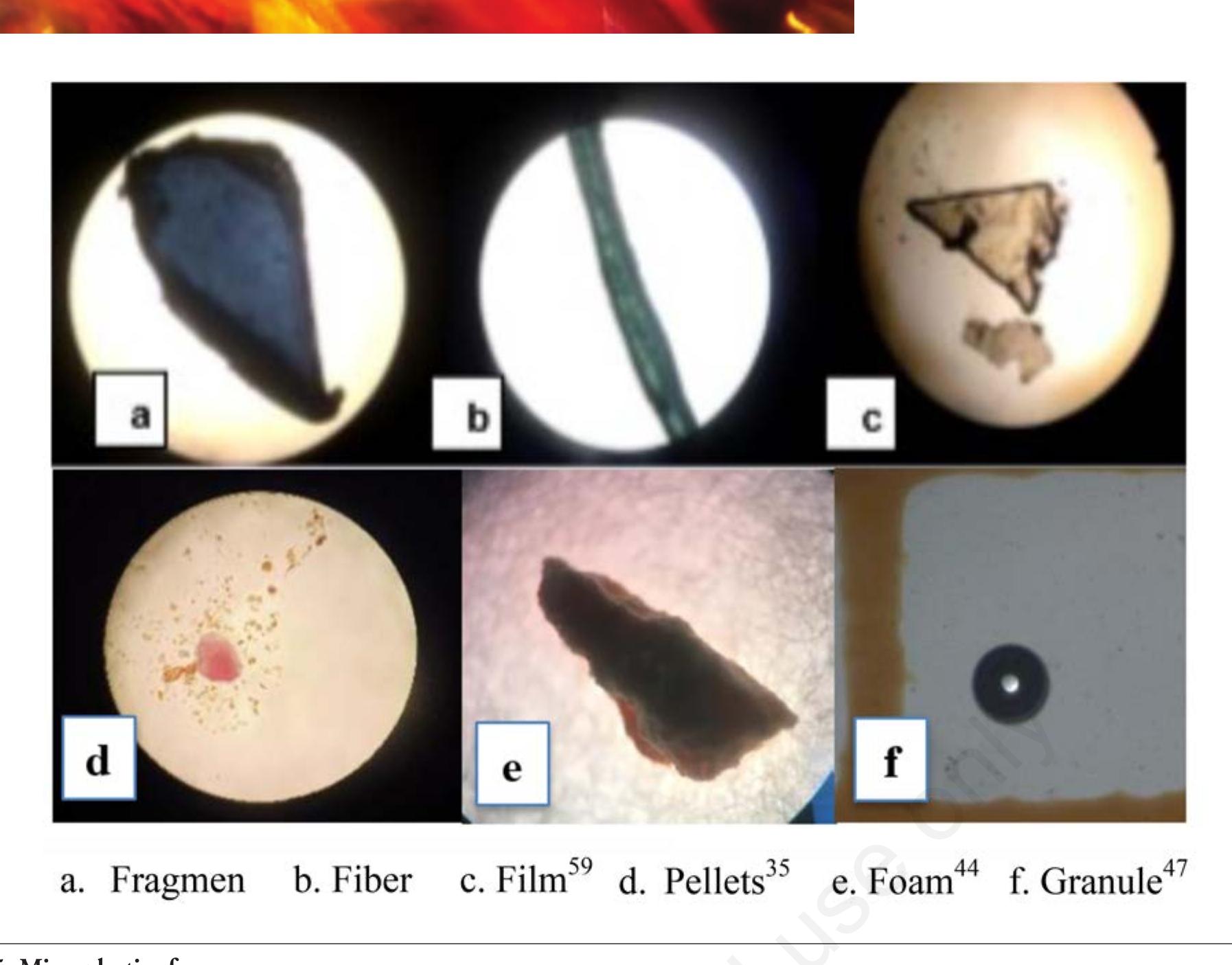 Figure 4 The Presence Of Microplastics In The Indonesian