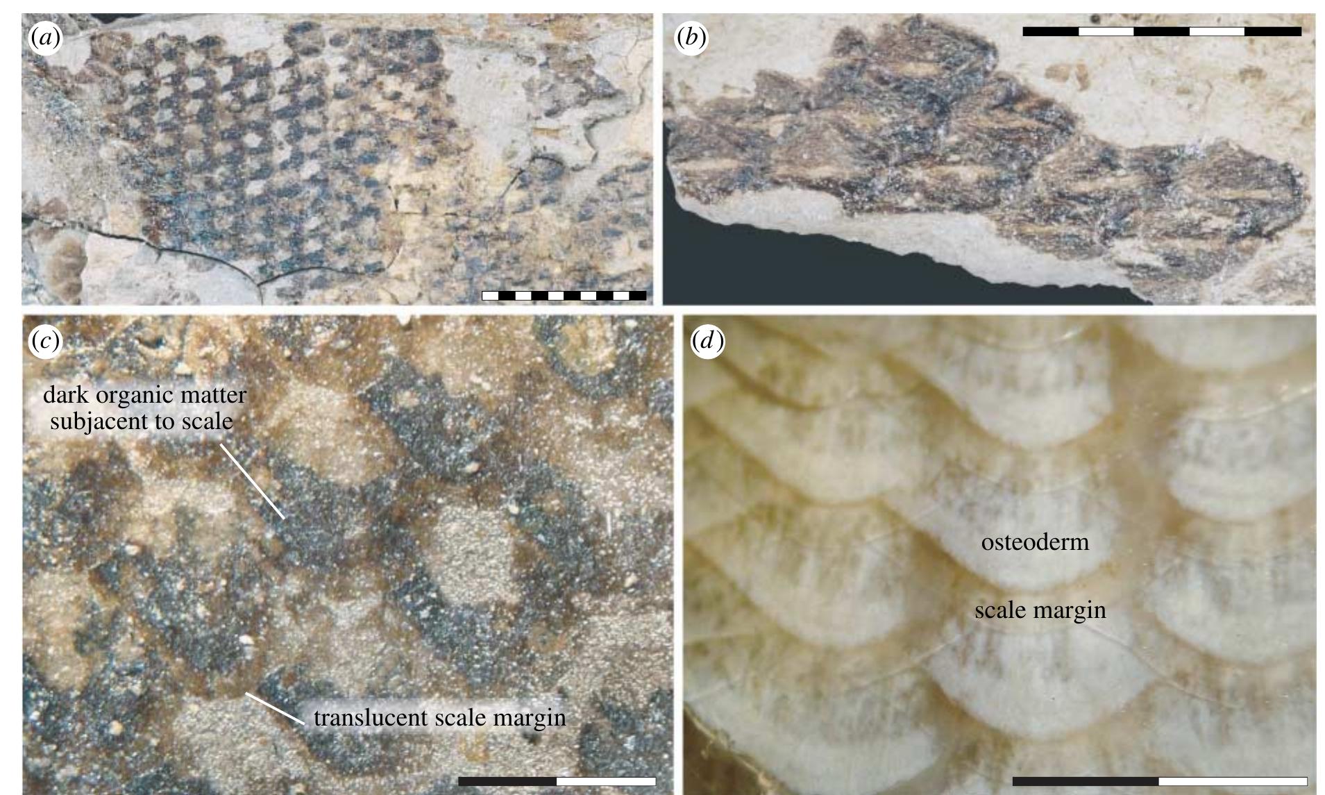 Figure 1 - from Skin of the Cretaceous mosasaur Plotosaurus