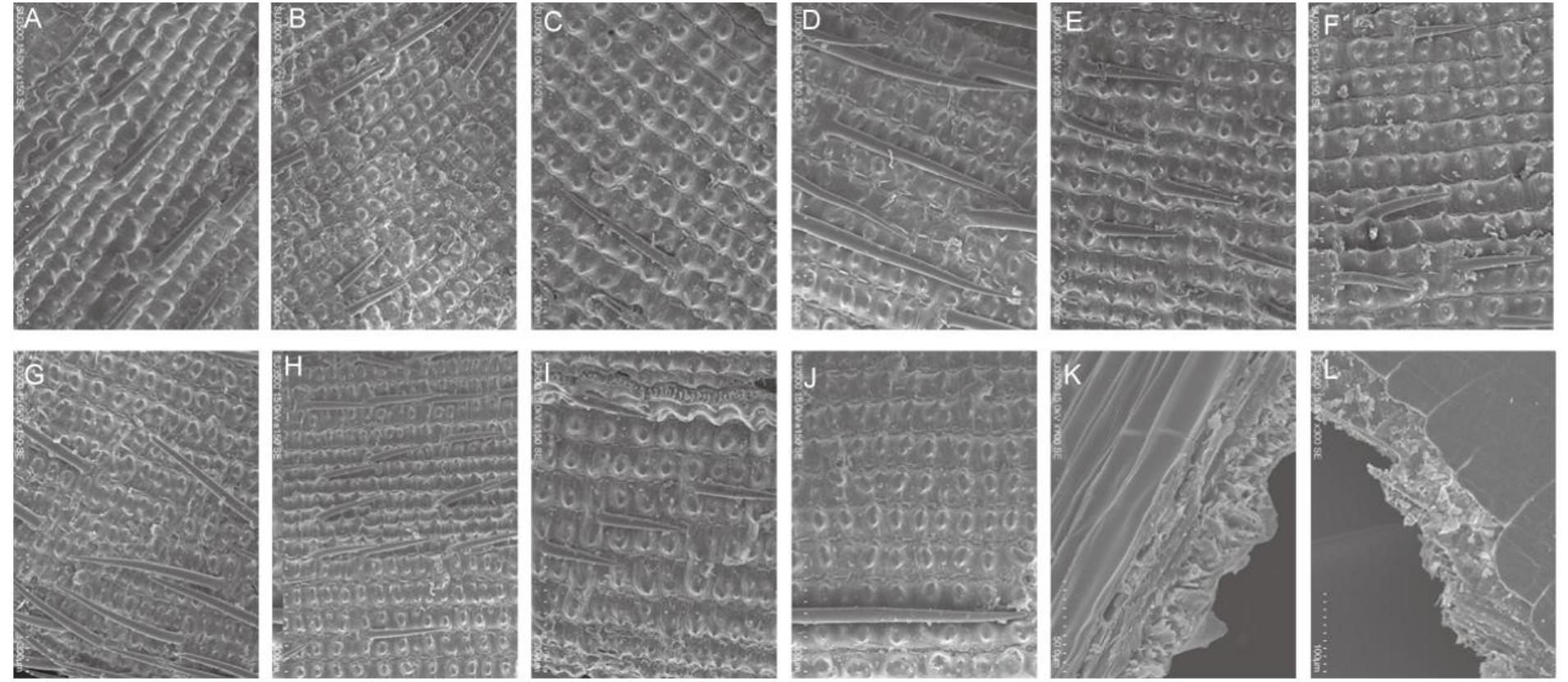 Scanning electron microscope images taken from rice husk