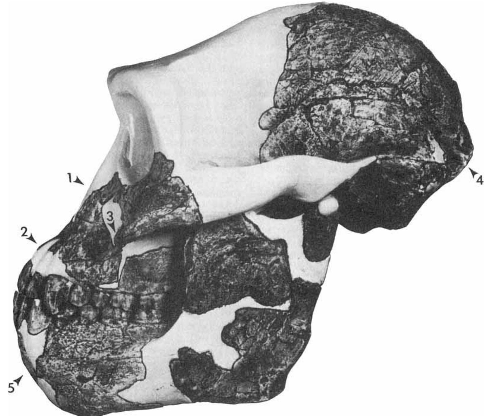 (PDF) Cranial morphology ofAustralopithecus afarensis: A comparative ...