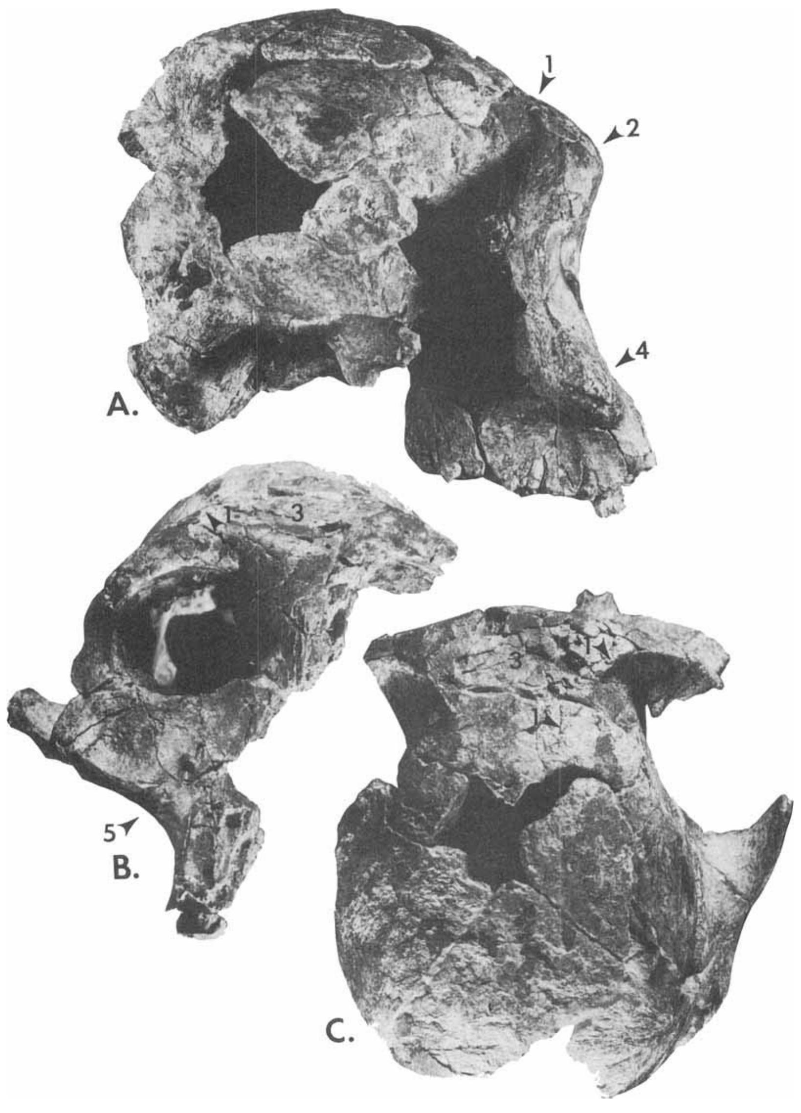 (PDF) Cranial morphology ofAustralopithecus afarensis: A comparative ...