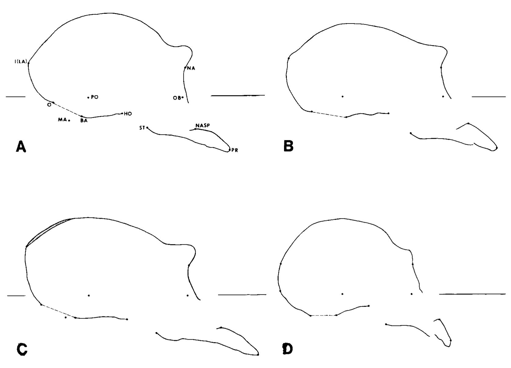(PDF) Cranial morphology ofAustralopithecus afarensis: A comparative ...