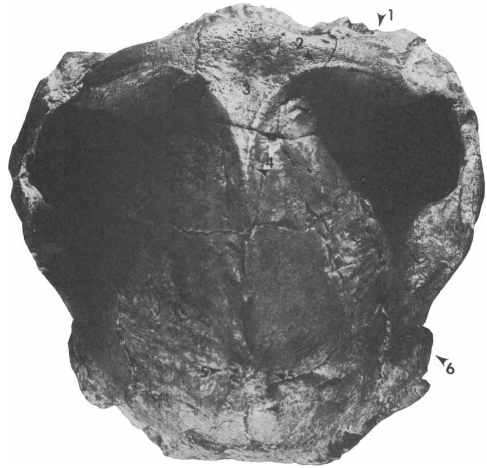 (PDF) Cranial morphology ofAustralopithecus afarensis: A comparative ...