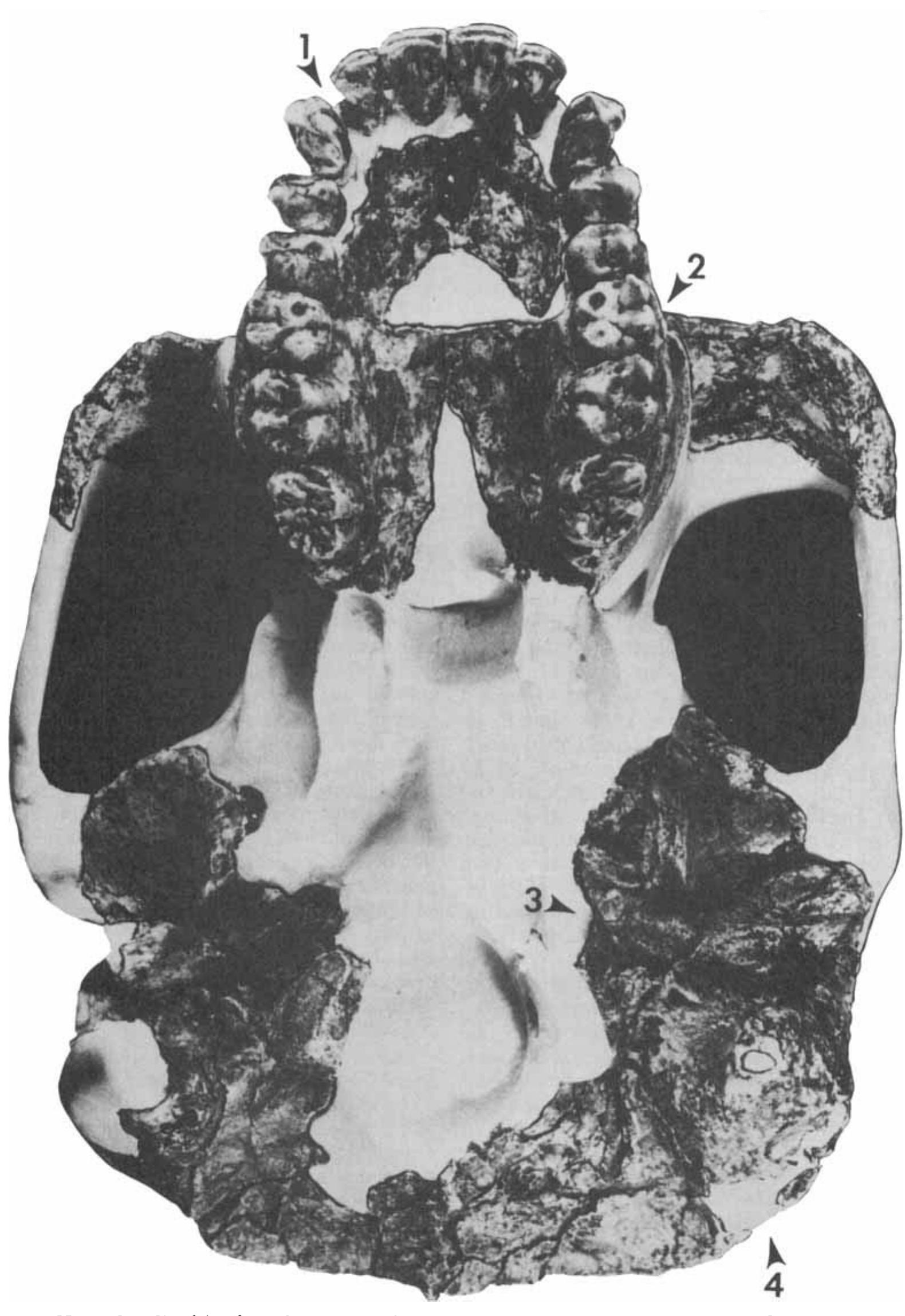(PDF) Cranial morphology ofAustralopithecus afarensis: A comparative ...