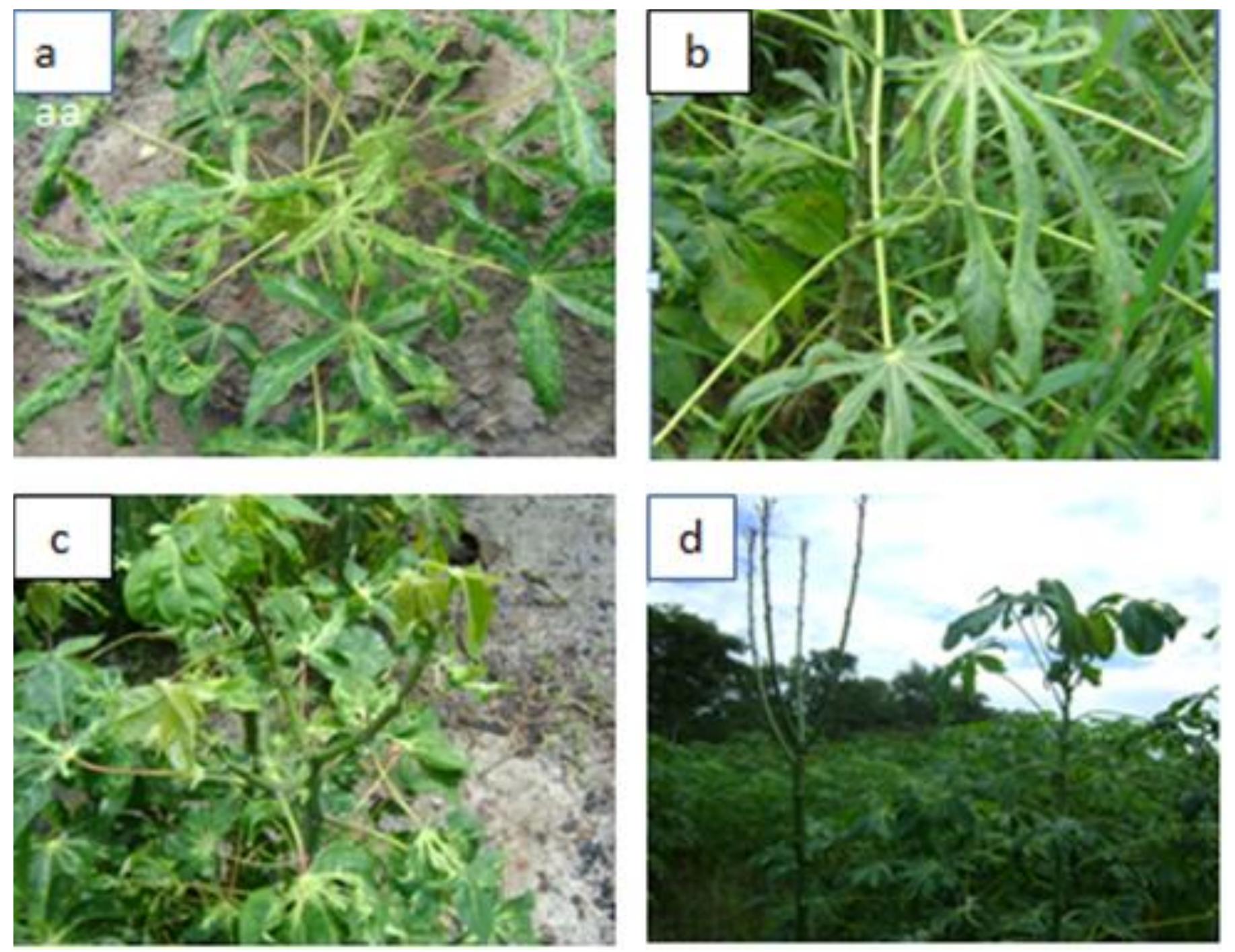 Figure 1 - from Status of cassava mosaic disease and