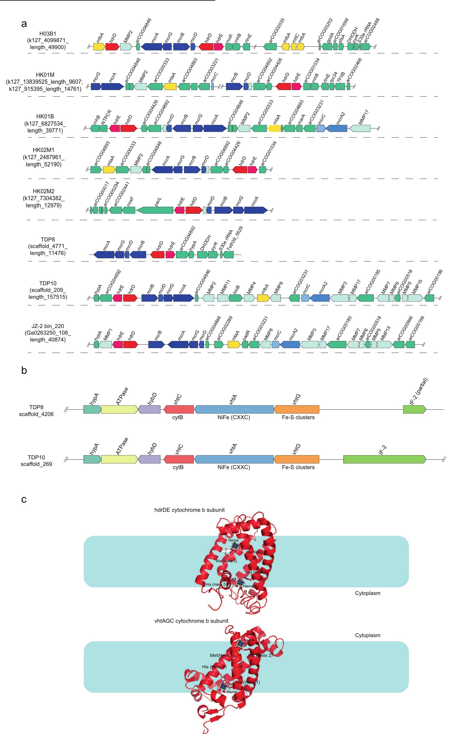 Gene composition and structural model of hdrde and vhtagc