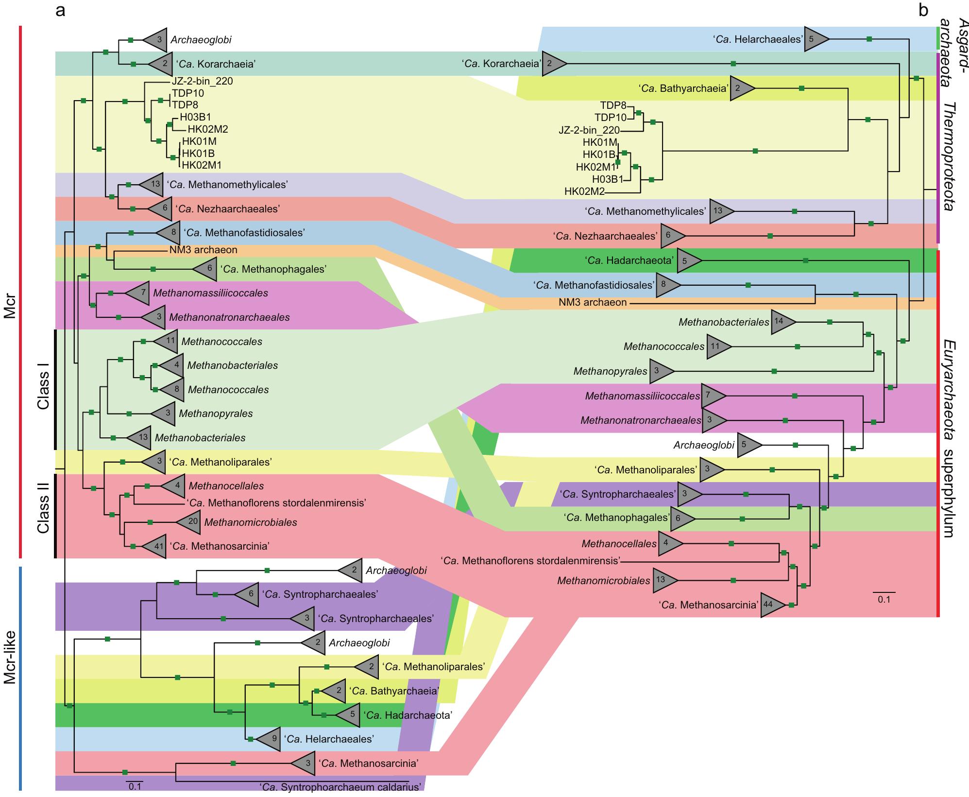 Phylogeny of the mcr/mcr-like complex showing the