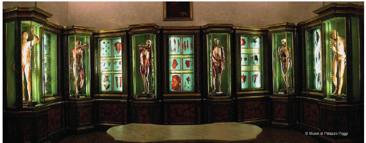 (PDF) Anatomy and Ceroplastic School in Bologna: a heritage with ...