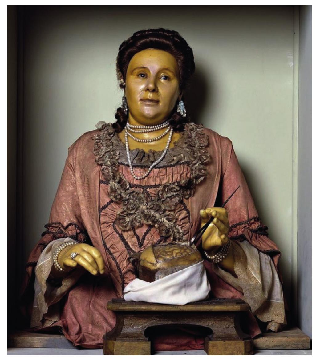 (PDF) Anatomy and Ceroplastic School in Bologna: a heritage with ...