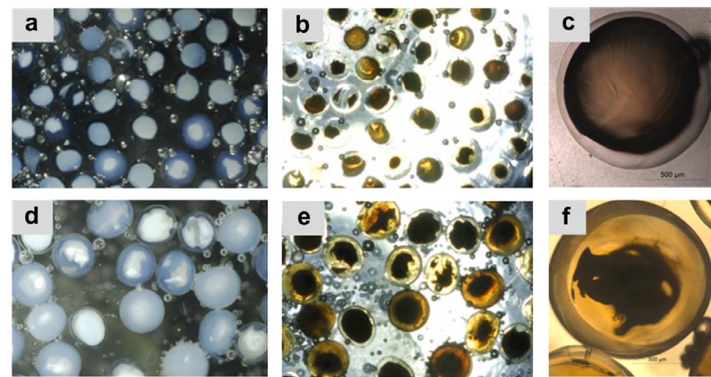 Photographs and optical microscopy images of the polished