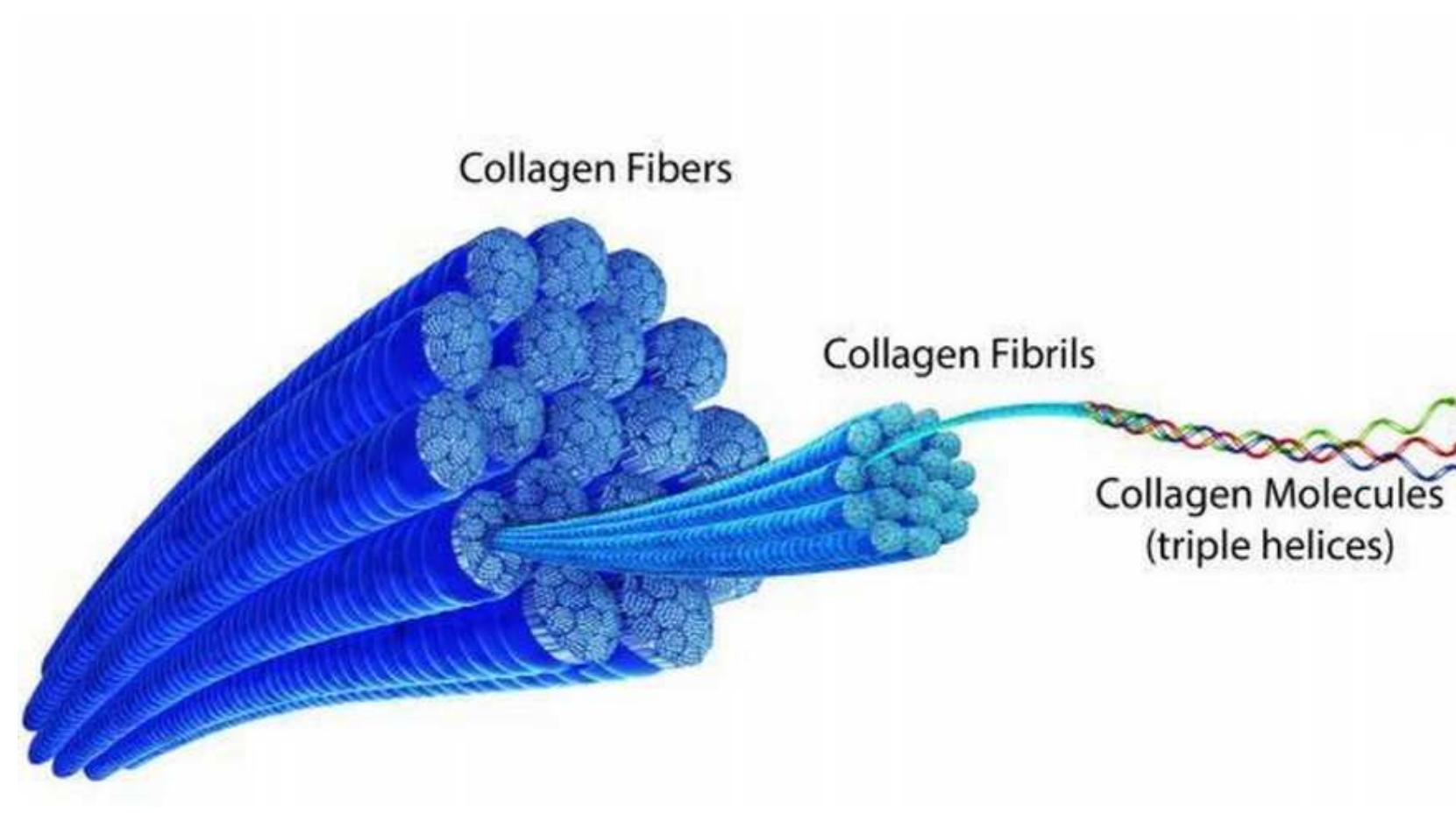 3: the microscopic structure of a collagen fibre (harbour