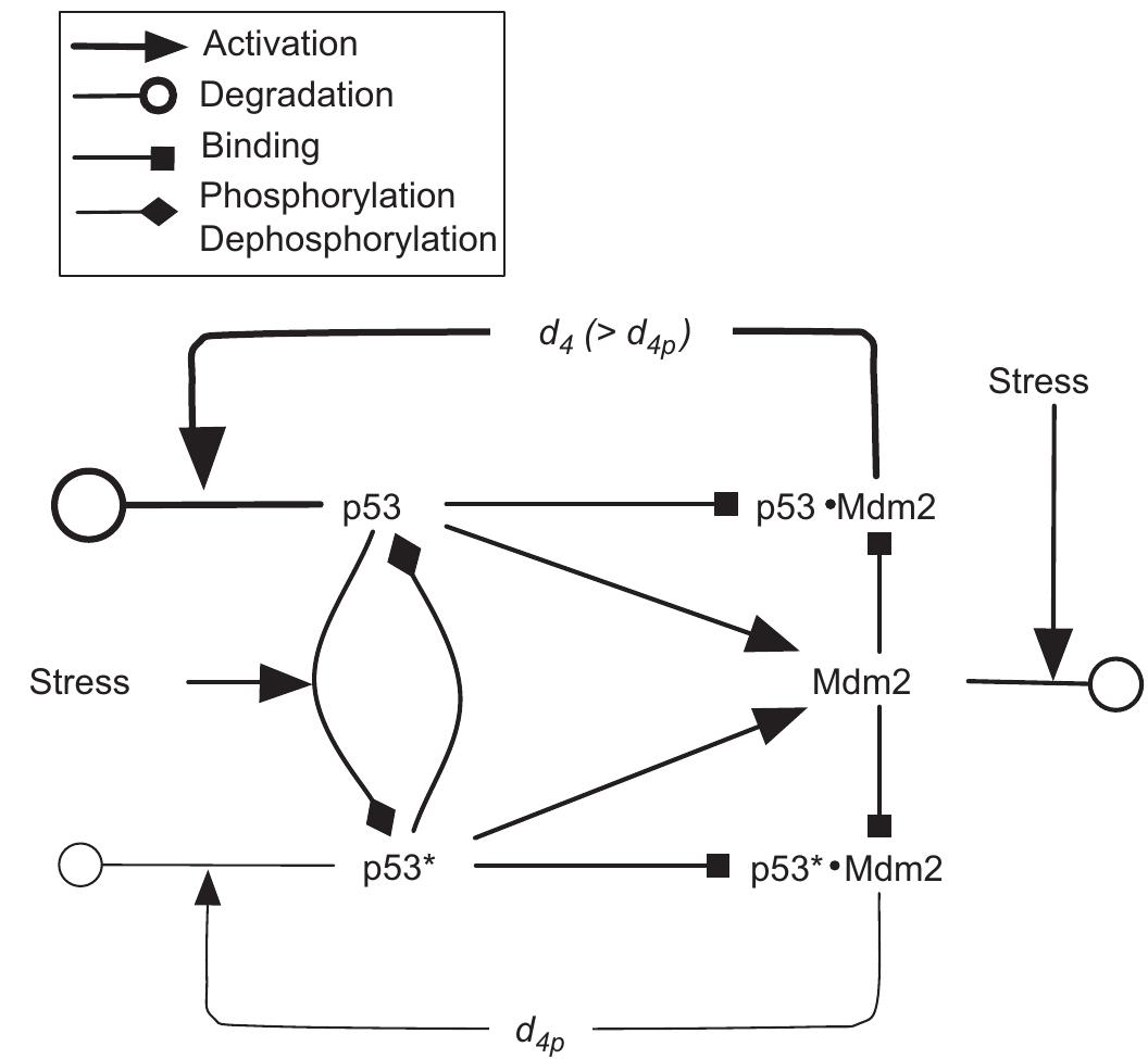 Diagram of the miminal p53-mdm2?2 circuit. p53* denotes the
